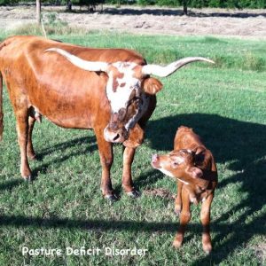 Calving Signs - Being Ready to Assist - Countryside